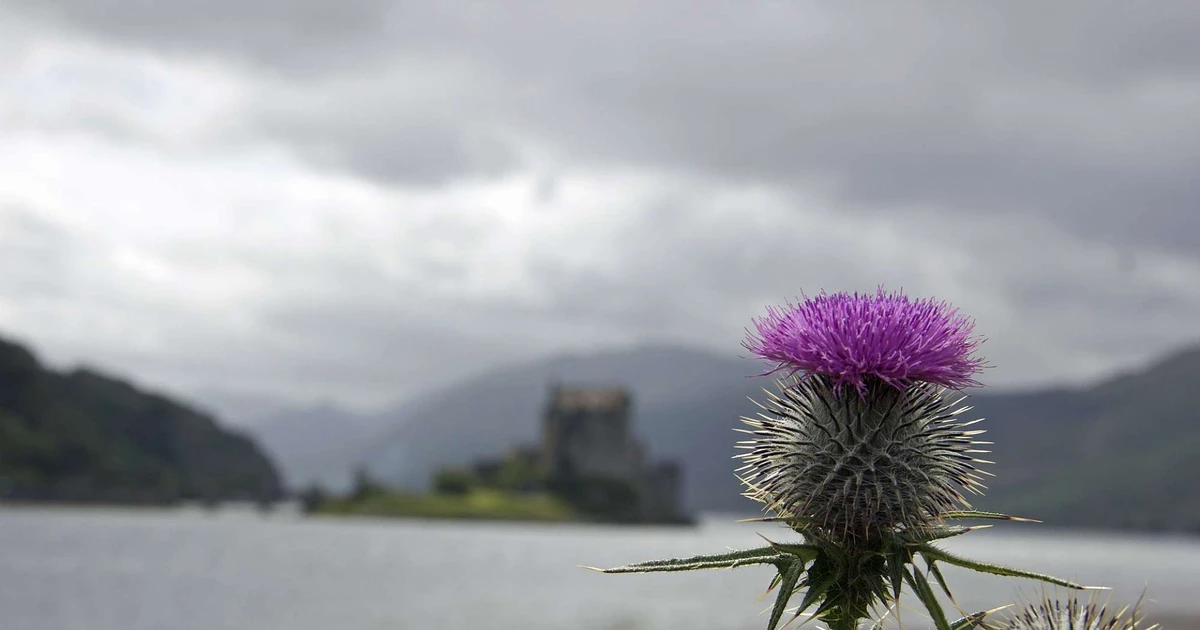 An Ode To A Thistle - Scotland's Iconic Symbol Of Resilience And Beauty