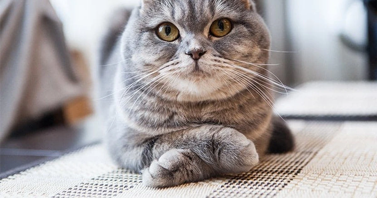 Scotland Fold Cat Price - What To Expect In 2024