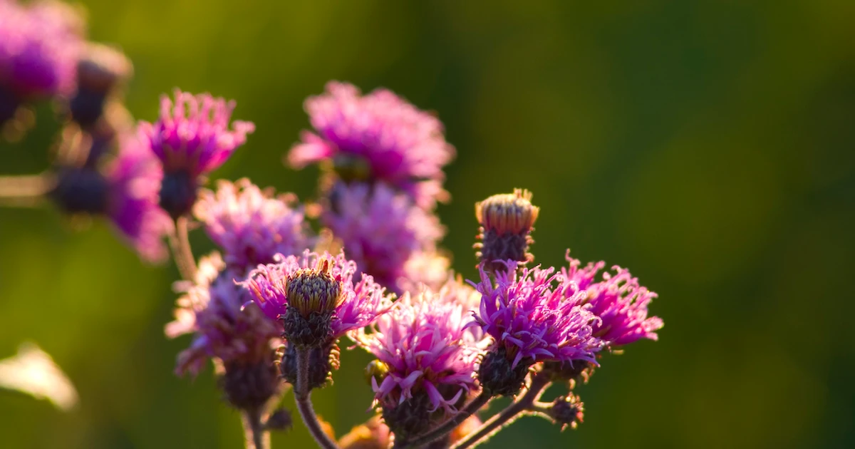 Robert Burns Thistle Poem - Celebrating Scotland's National Emblem